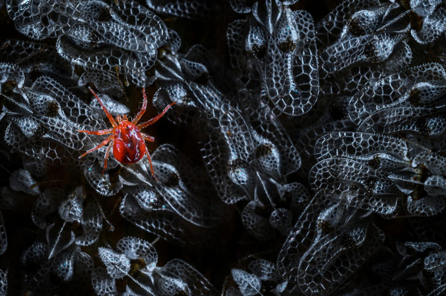 Csodás képek kerültek falra az idei magyar természetfotó nagydíjon ...